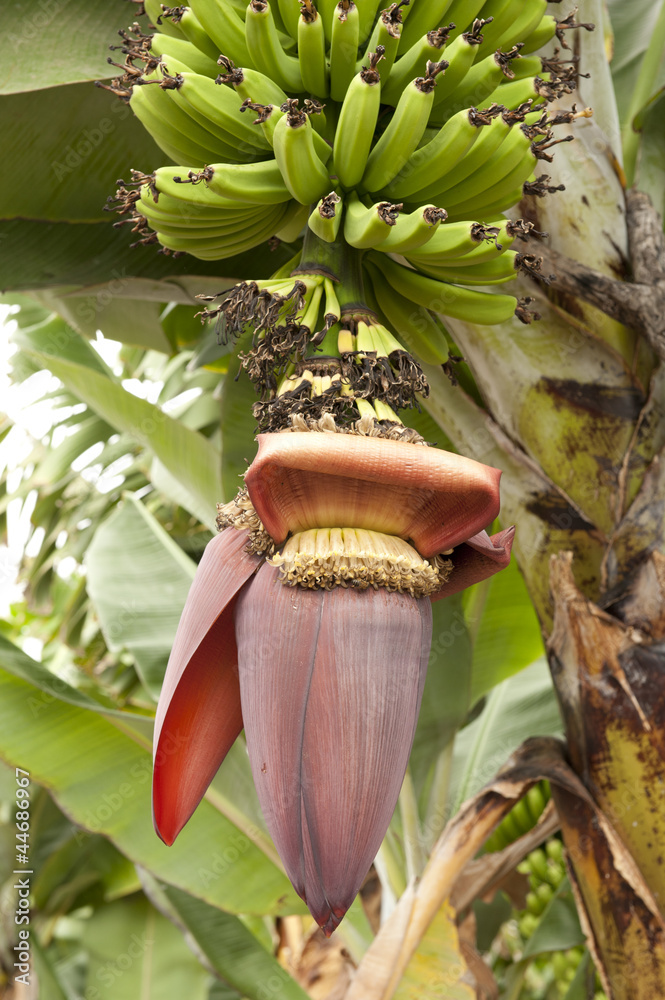 Bananenstaude mit Blüte Stock Photo | Adobe Stock