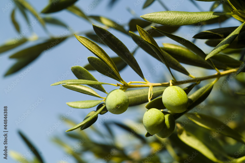 Olive Tree (Olea europaea) Stock Photo | Adobe Stock