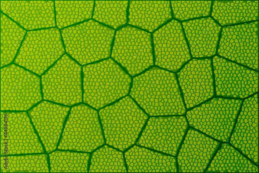 Leaf under microscope Stock Photo | Adobe Stock