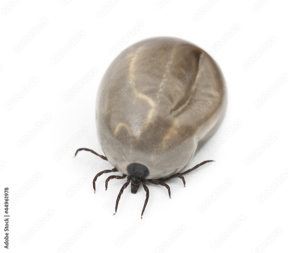 Engorged of blood Castor bean tick, Ixodes ricinus Stock Photo | Adobe ...
