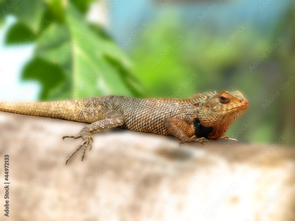 indian lizard Stock Photo | Adobe Stock