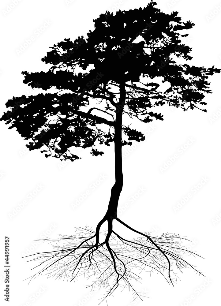 Pine Tree Roots Clip Art