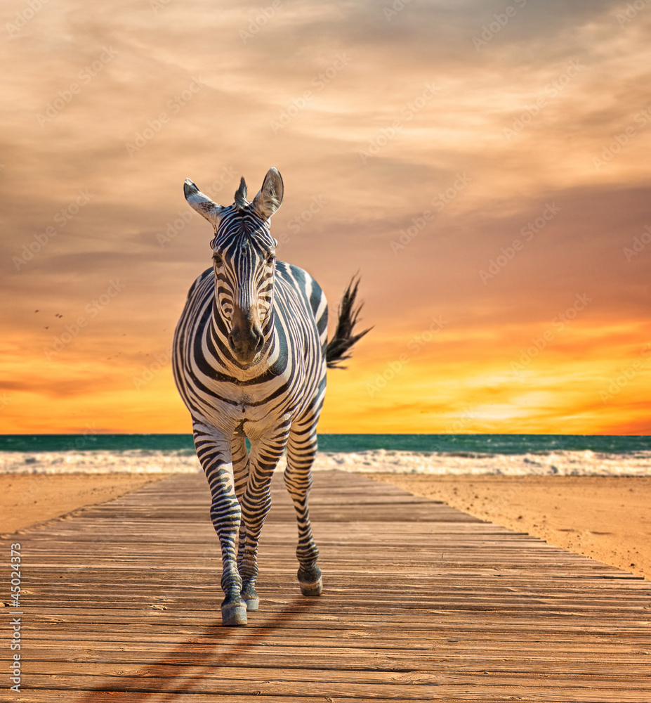 Zebra Walking On Wooden Plank foto de Stock | Adobe Stock