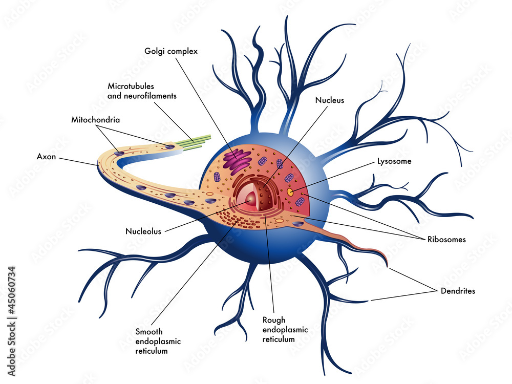 cellula nervosa Stock Vector | Adobe Stock