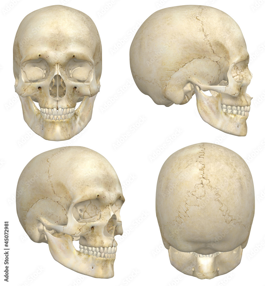 Human Skull Stock Illustration | Adobe Stock