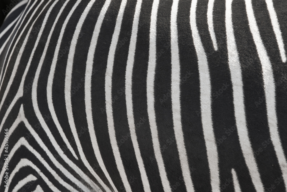 Textura de la piel de cebra. Stock Photo | Adobe Stock
