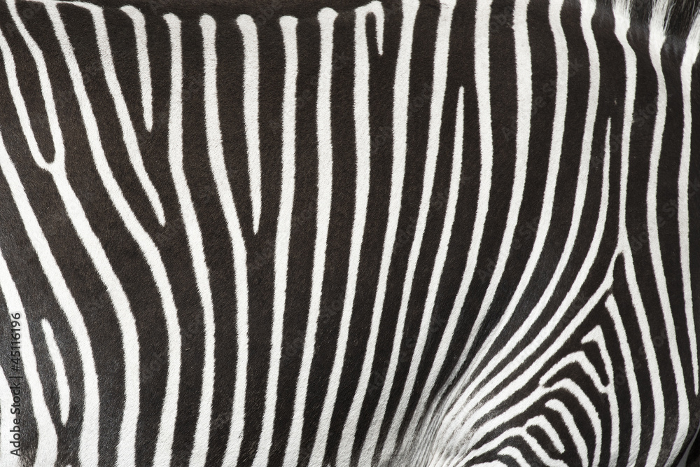 Textura de la piel de una cebra. Stock Photo | Adobe Stock