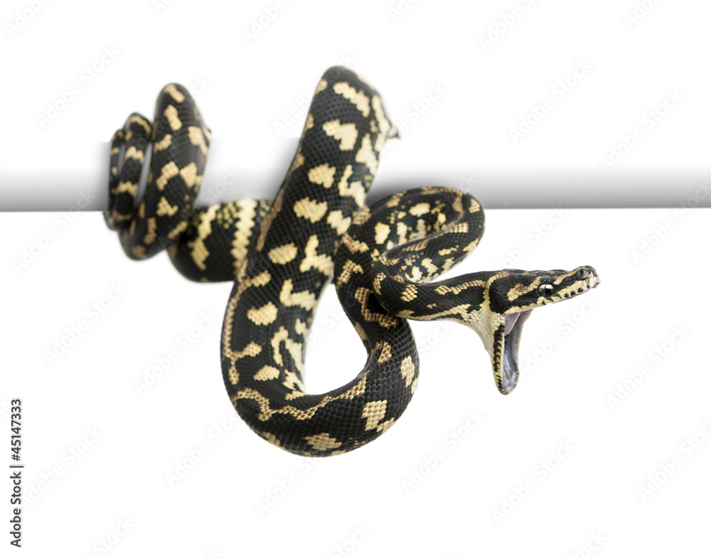 Jungle carpet python attacking, Morelia spilota cheynei foto de Stock ...