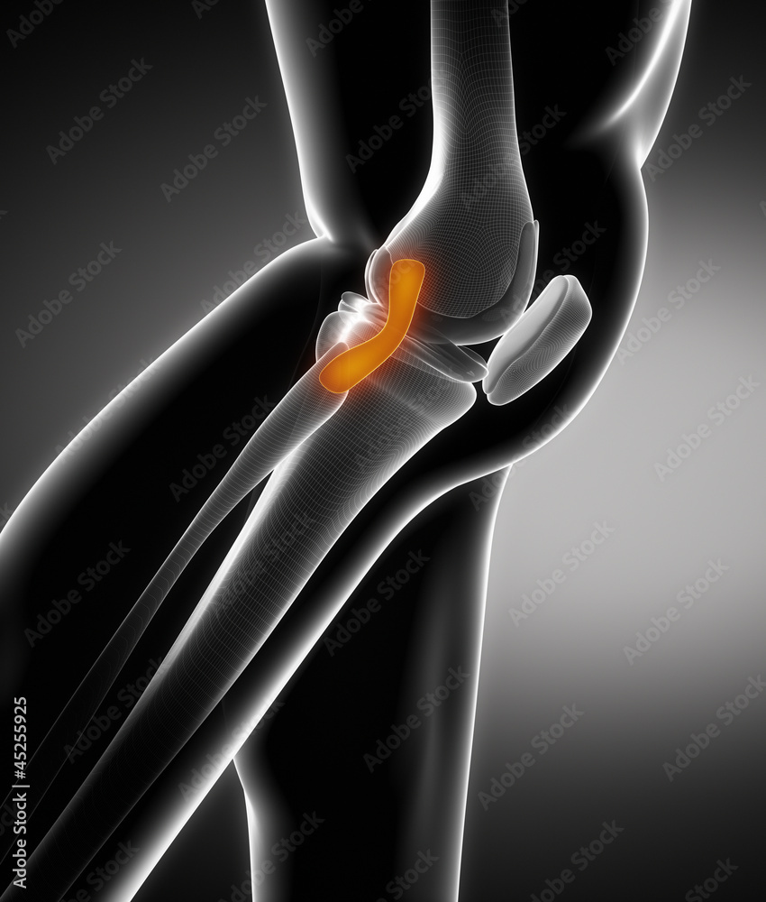 Knee ligament anatomy Stock Illustration | Adobe Stock
