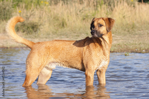 Rhodesian Ridgeback Mix