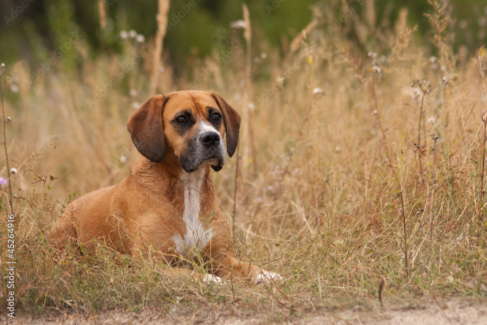 Beagle Great Dane Mix