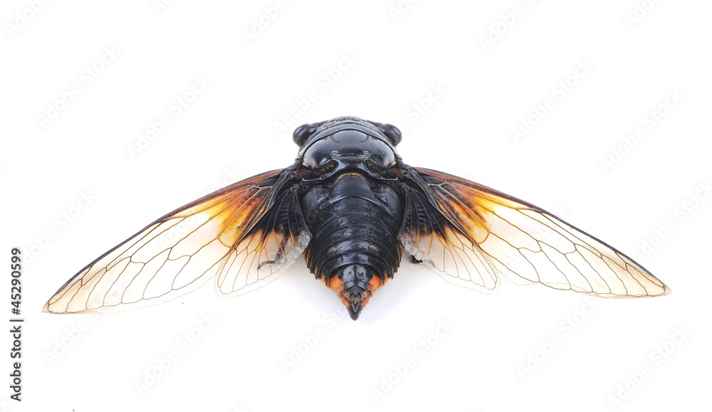 Cicada isolated on white background Stock Photo | Adobe Stock