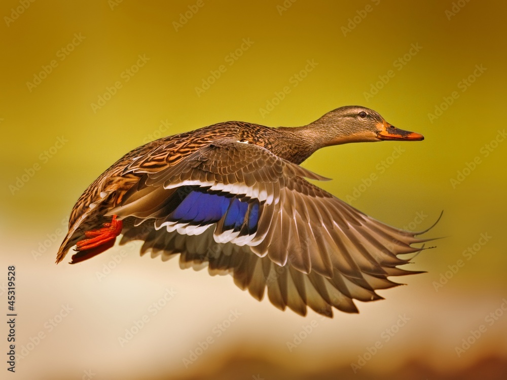 Flying duck Stock Photo | Adobe Stock