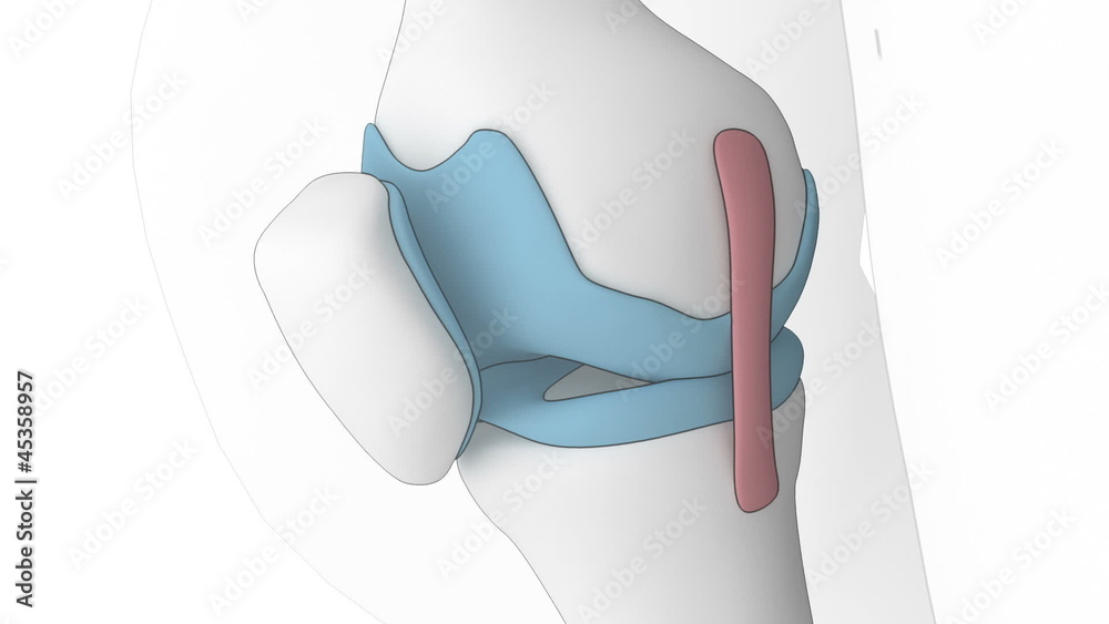 Anatomy of knee in cartoon look Stock Video | Adobe Stock