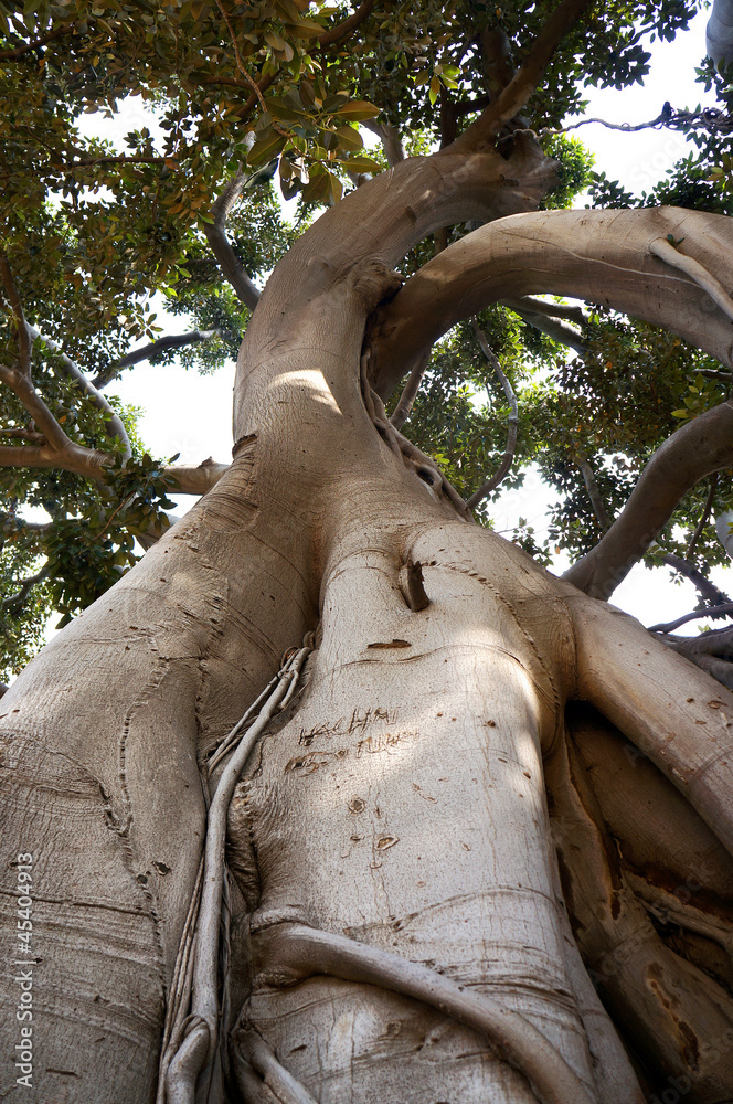 Ficus Macrophylla in the Villa Garibaldi of Palermo in Sicily Stock ...