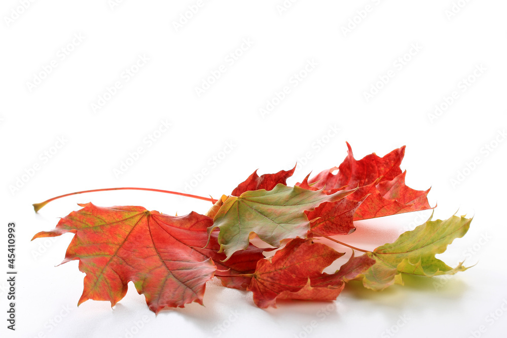 Laub Stock-Foto | Adobe Stock