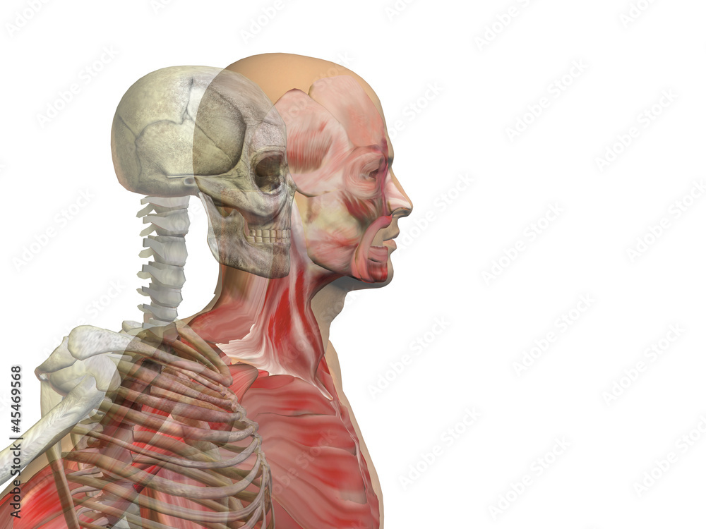 Anatomy conceptual human body chest, head isolated Stock Illustration ...