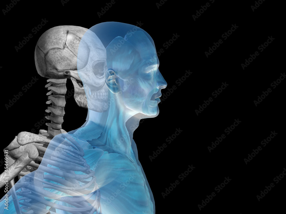 Anatomy conceptual human body chest, head isolated Stock Illustration ...