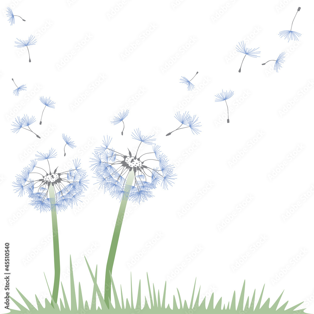 Pusteblume Löwenzahn Stock-Vektorgrafik | Adobe Stock