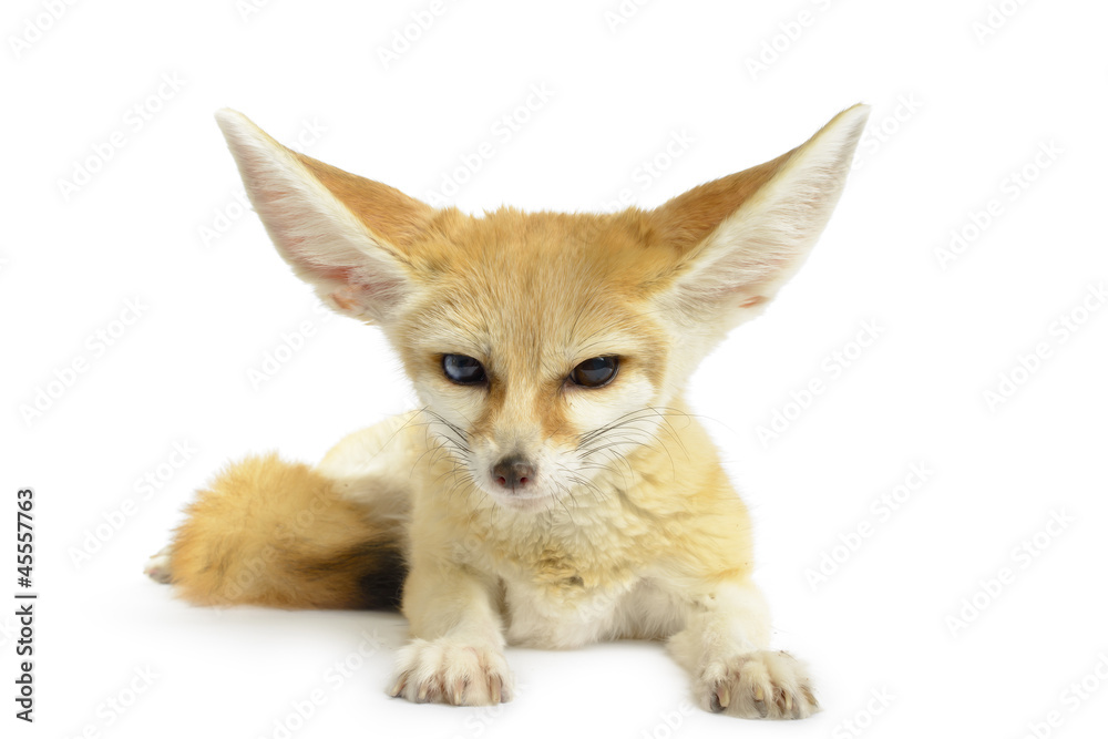 Fennec Fox (Vulpes zerda) isolated on white background. Stock Photo ...
