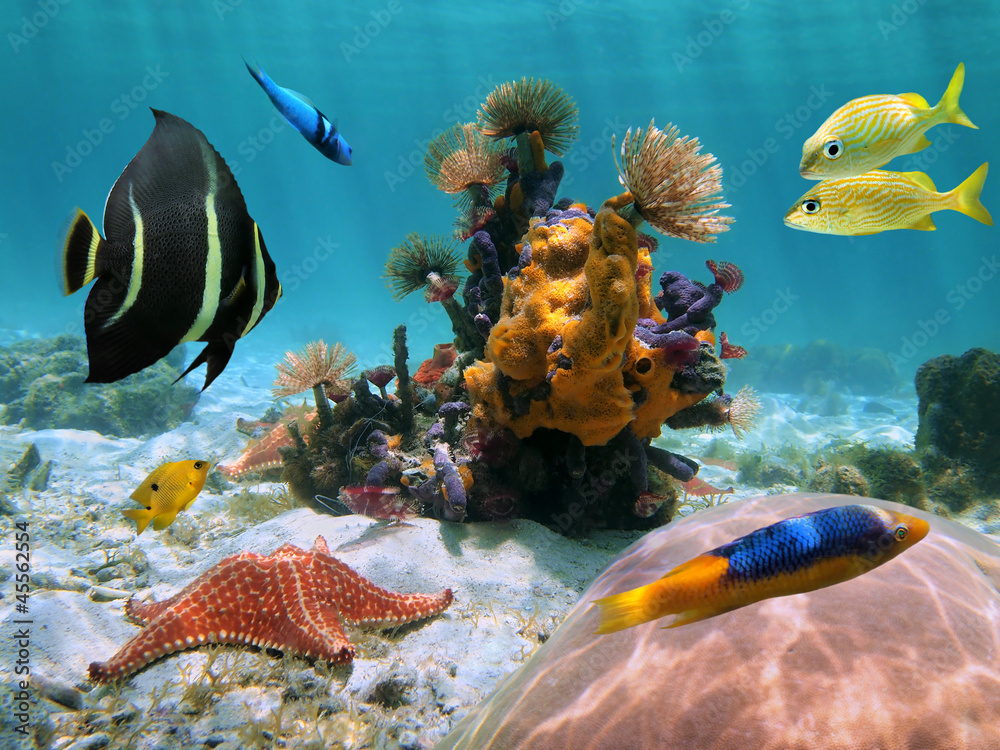 Caribbean Sea Animals