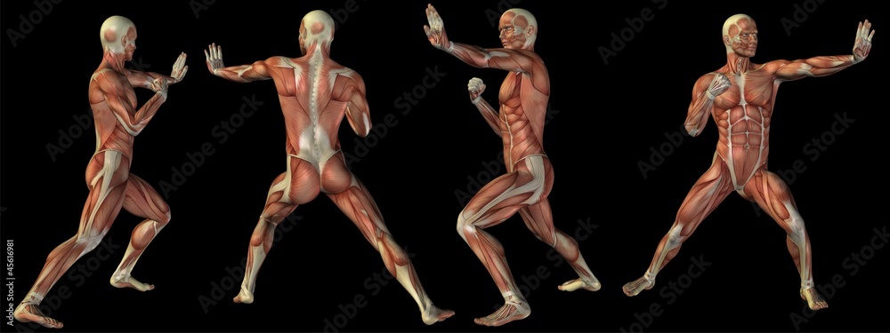 High resolution conceptual human 3D anatomy body with muscle Stock ...