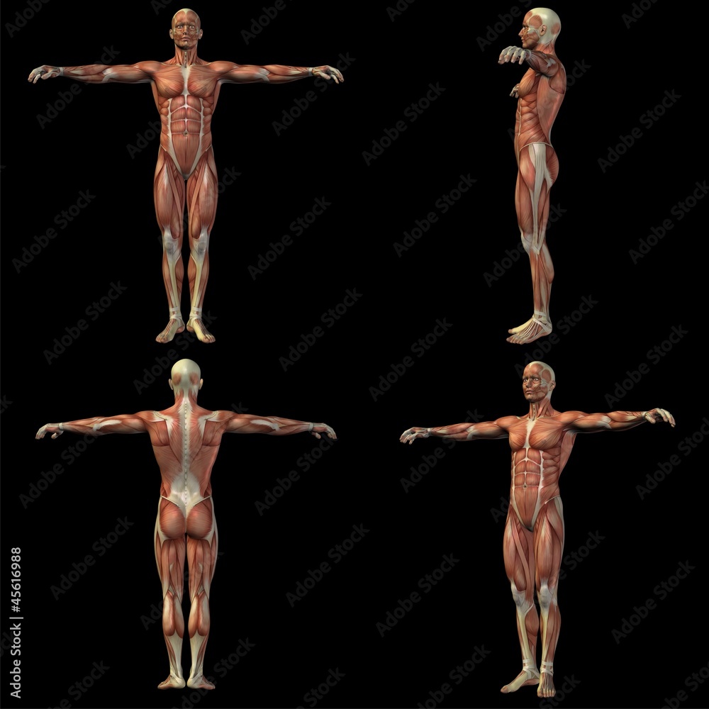 High resolution conceptual human 3D anatomy body with muscle ilustração ...