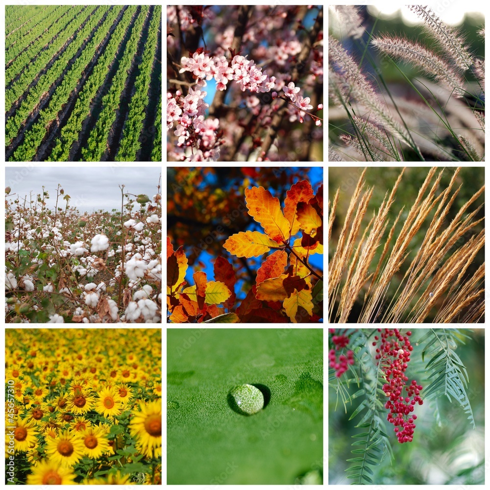 COLLAGE, PLANTAS, COLORIDO, HIERBAS, PRIMAVERAL, ESTACIÓN Stock Photo ...