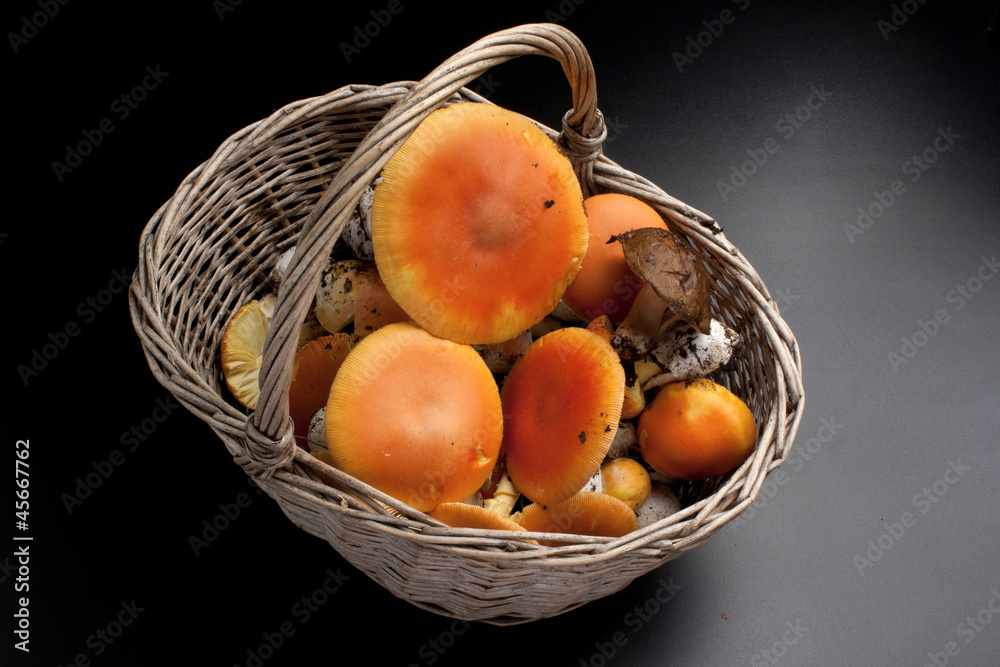 Foto Stock Funghi, ovuli e porcini | Adobe Stock