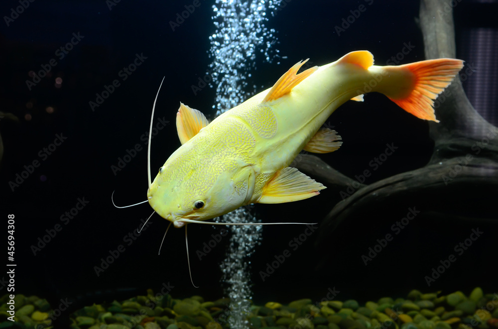 Gold Bagrid catfish Stock Photo | Adobe Stock