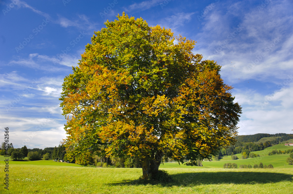 Buche Laubbaum Herbst Stock-Foto | Adobe Stock