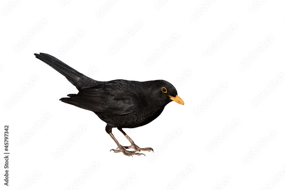 Amsel freigestellt vor weissem Hintergrund - turdus merula Stock-Foto ...