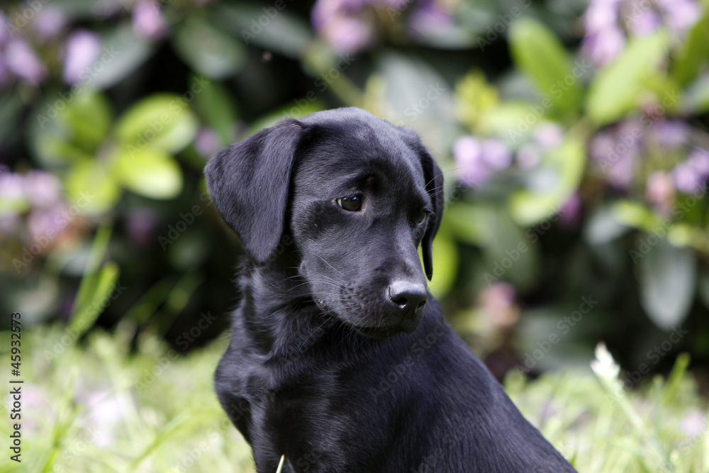 Schwarzer Labrador Retriever Welpe Stock-Foto | Adobe Stock