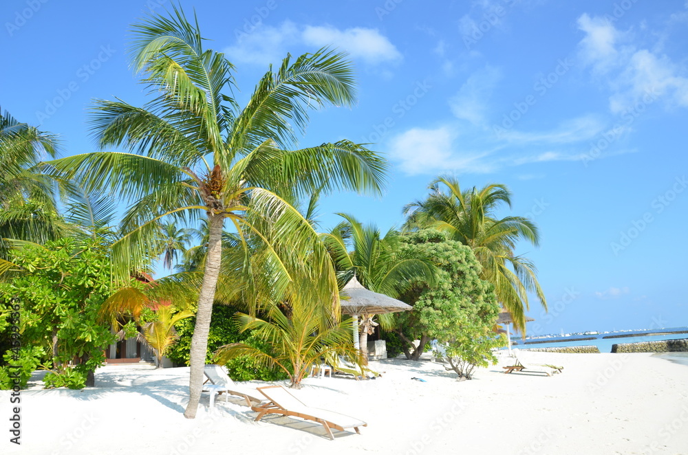 Palmen, Strand und Meer Stock-Foto | Adobe Stock