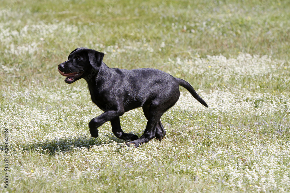 Schwarzer Labrador Retriever Welpe Stock-Foto | Adobe Stock