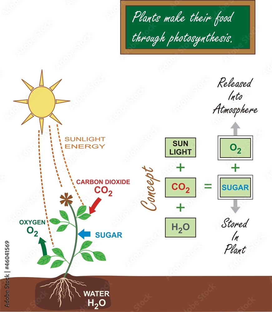 Vector Illustration of Photosynthesis Process Stock Vector | Adobe Stock