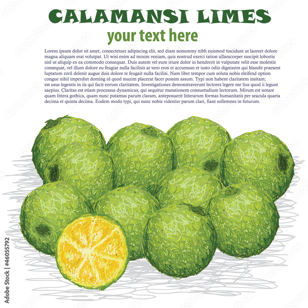 calamansi Stock Vector | Adobe Stock