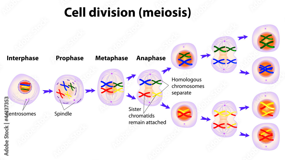 Vector diagram of the meiosis phases Stock Vector | Adobe Stock