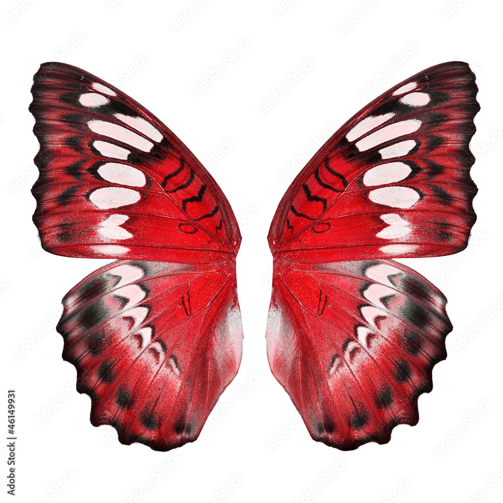 Red butterfly wing Stock Photo | Adobe Stock