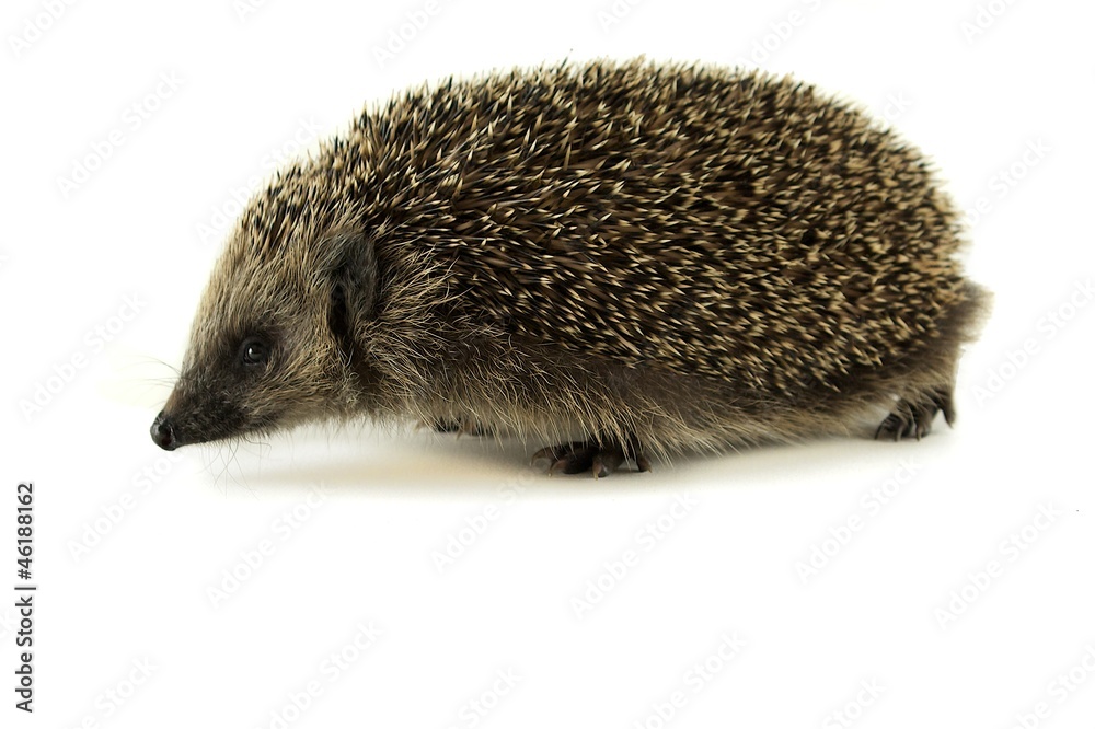 Igel von der Seite Stock-Foto | Adobe Stock