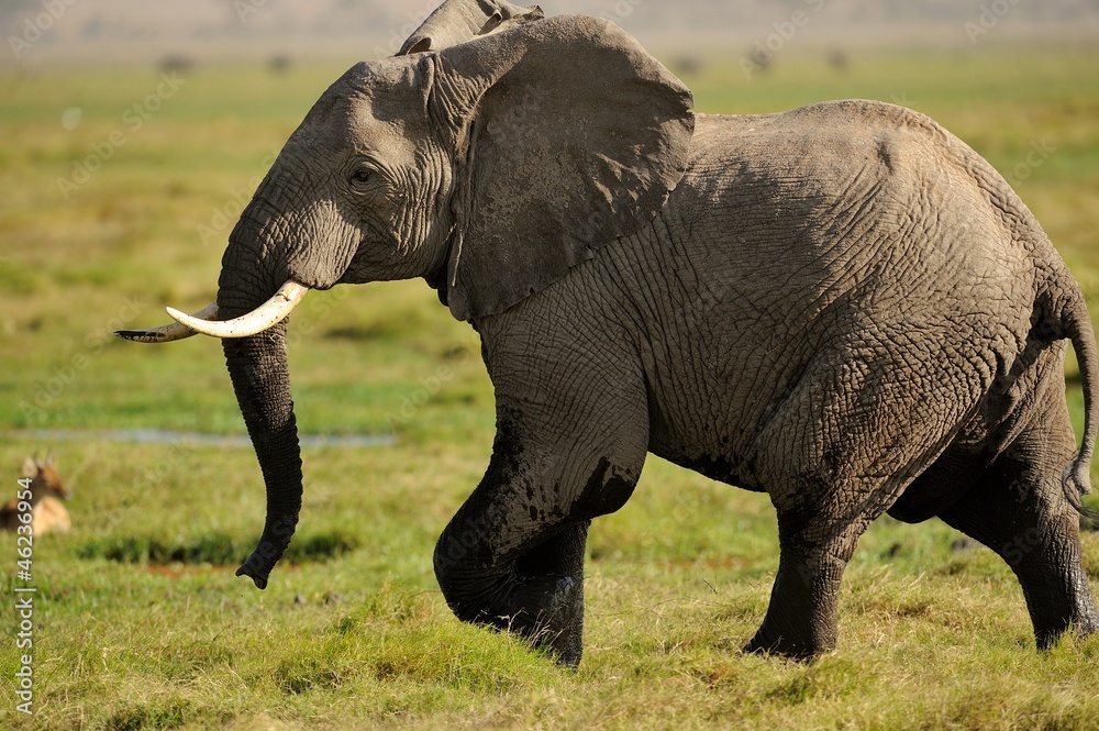 Elefante Stock Photo | Adobe Stock