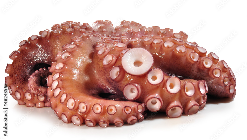 Pulpo. Stock Photo | Adobe Stock