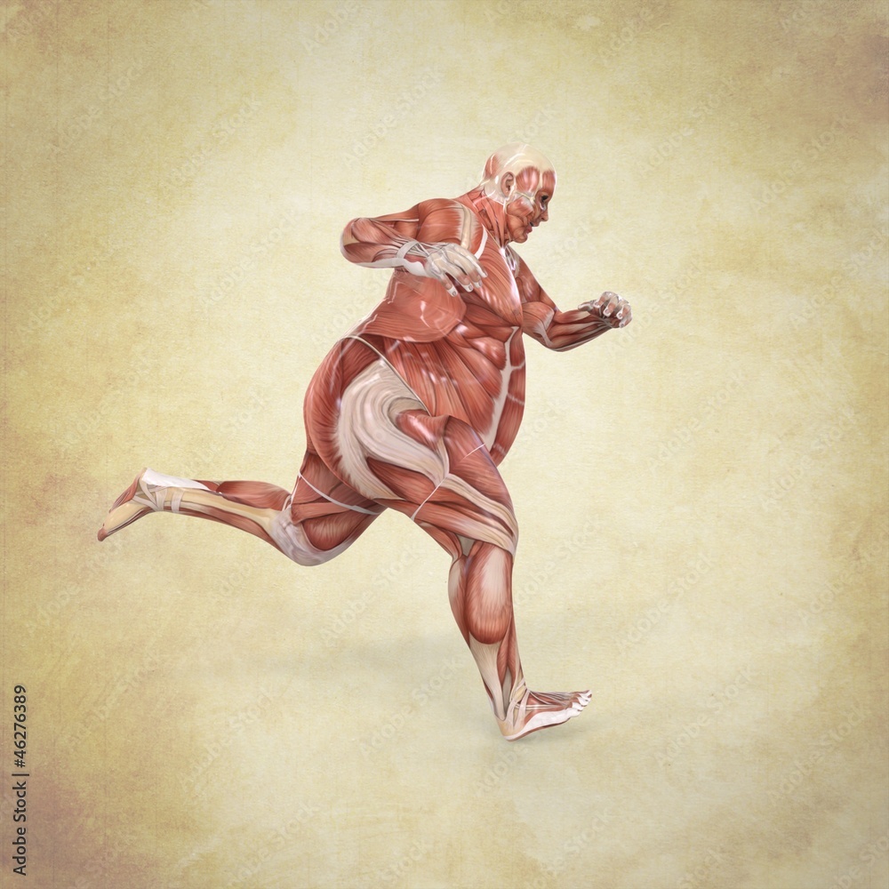 Anatomia Humano Obeso Corriendo ilustração do Stock | Adobe Stock