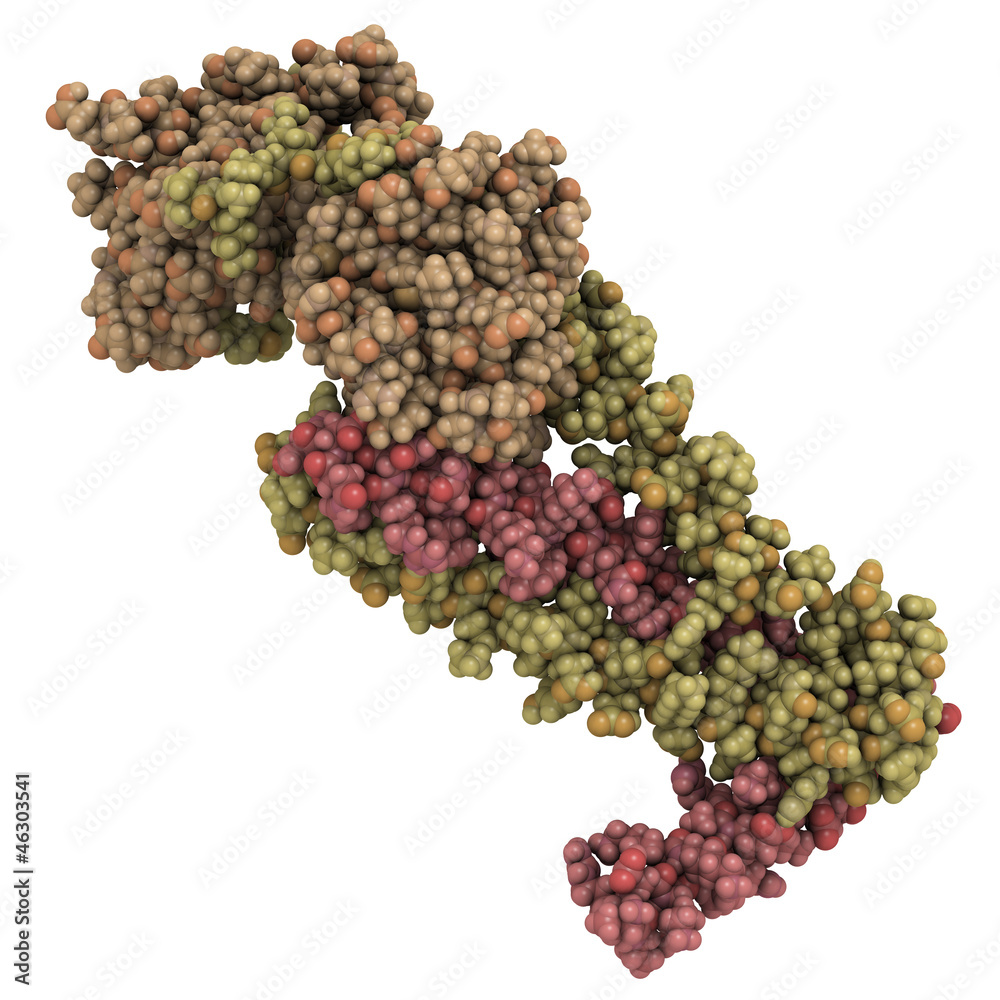 cardiac troponin core domain, chemical structure. Stock Illustration ...
