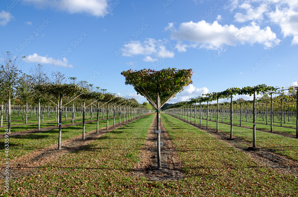 Spalierbäume in einer Baumschule Stock Photo | Adobe Stock