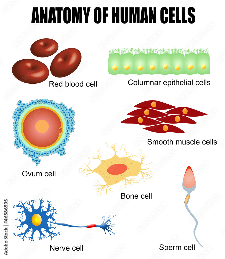 Anatomy of human cells Stock Vector | Adobe Stock