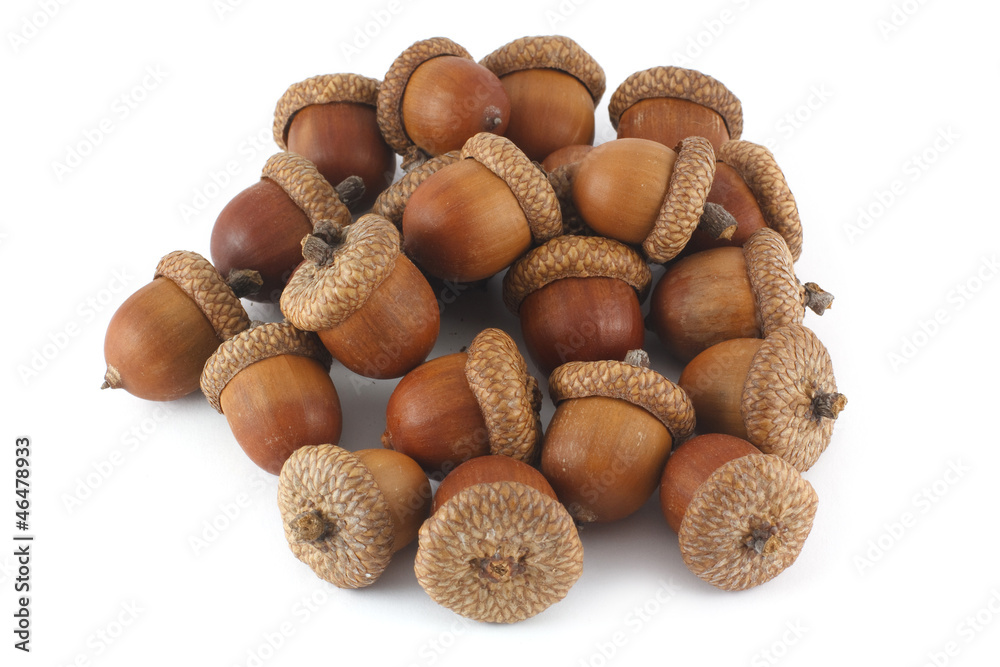 pile of acorns isolated on white Stock Photo | Adobe Stock