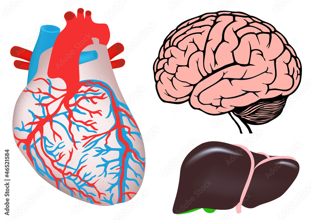human heart, liver and brain. vector medicine illistration Stock Vector ...