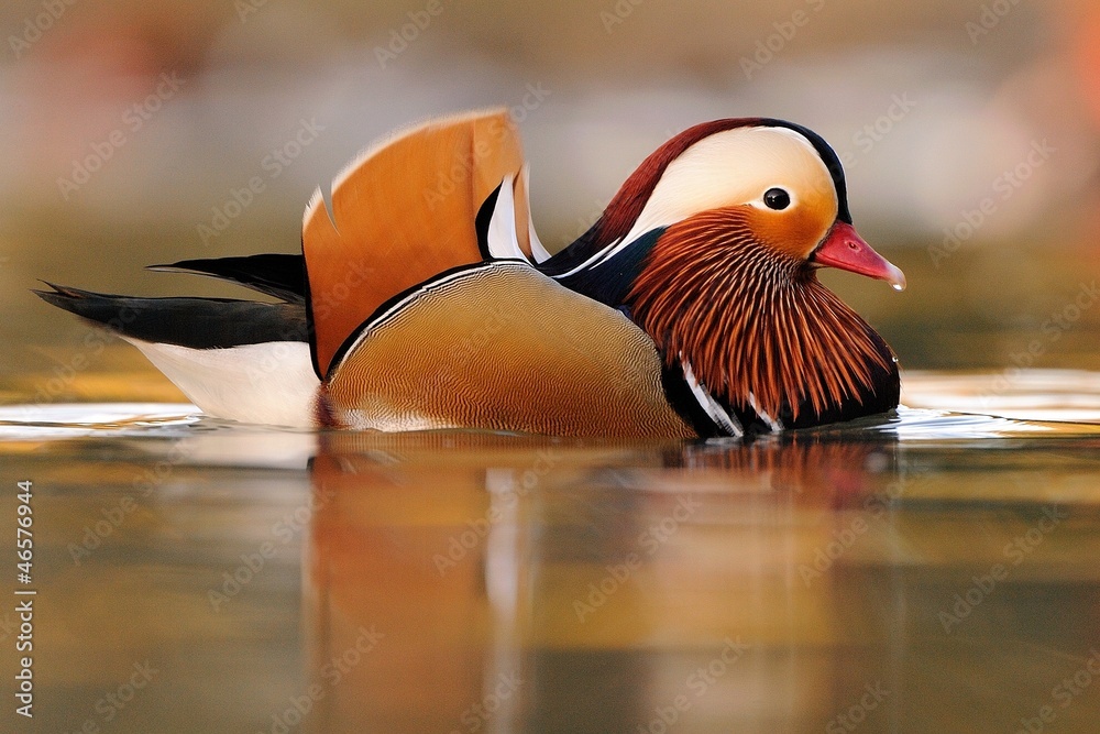 anatra mandarina Stock Photo | Adobe Stock