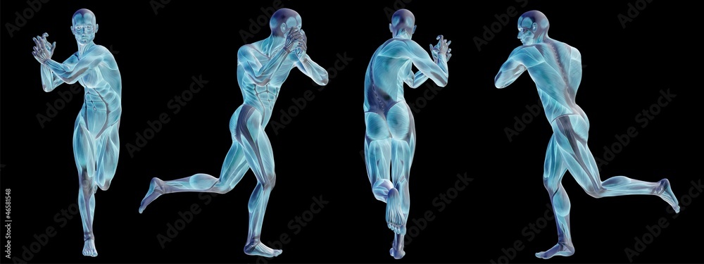 High resolution conceptual human 3D anatomy body with muscle Stock ...